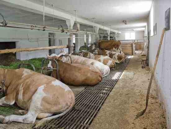 USDA Implements National Animal Identification System | Mother Earth News
